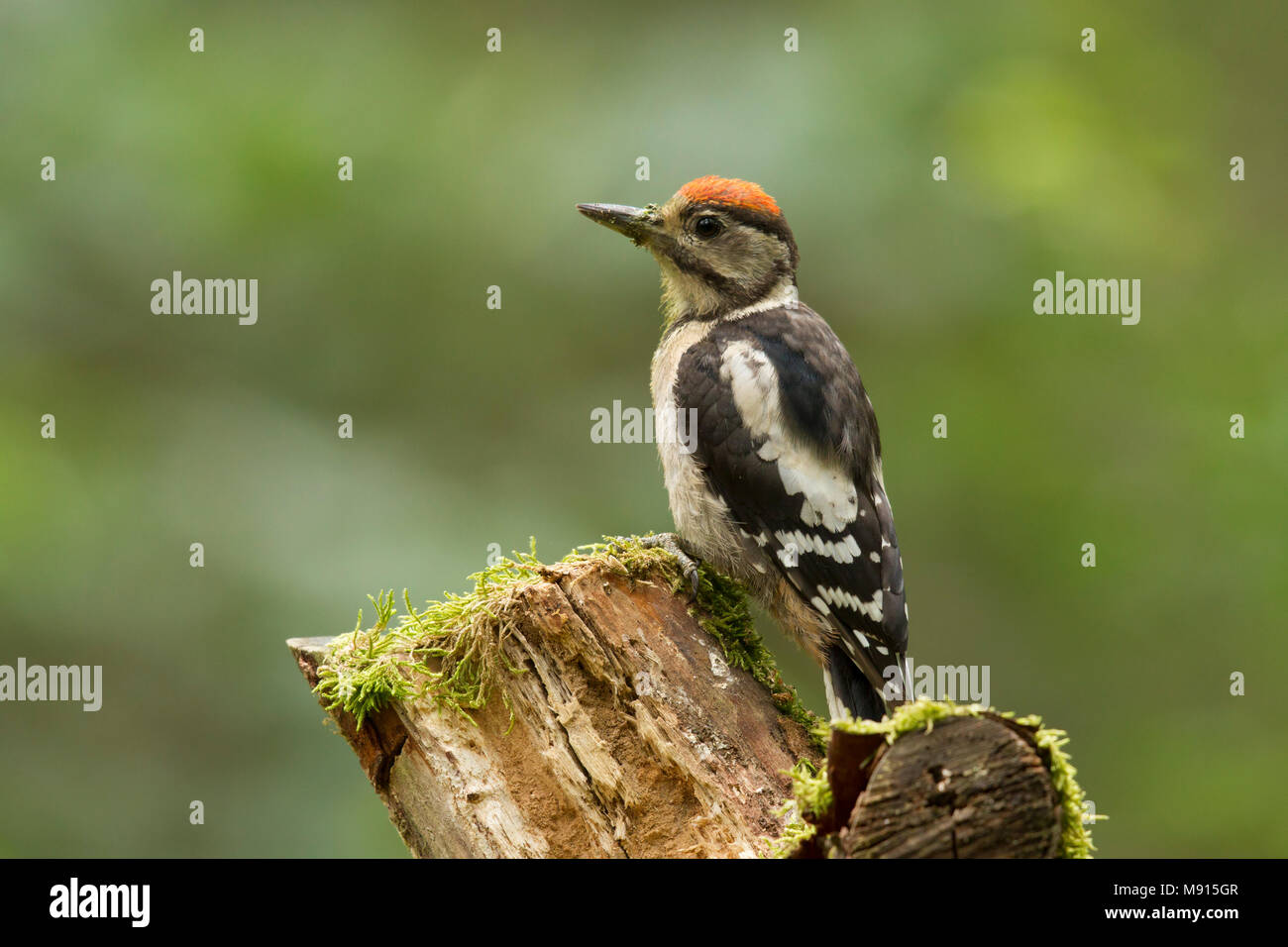 Grote Bonte Specht onvolwassen zittend op tak; great spotted Woodpecker ...