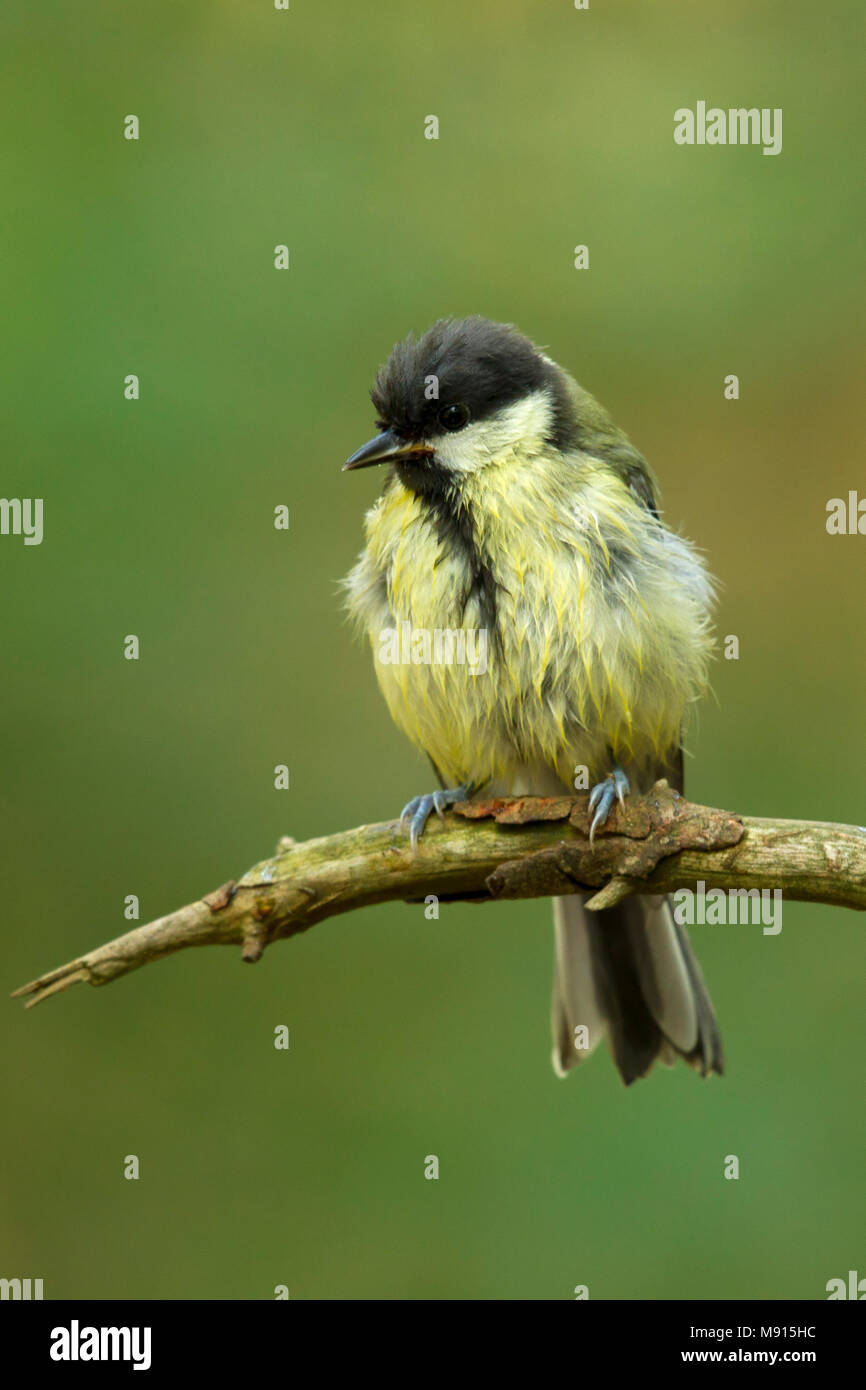koolmees jong zittend op tak; great tit juvenile sitting on pearch ...