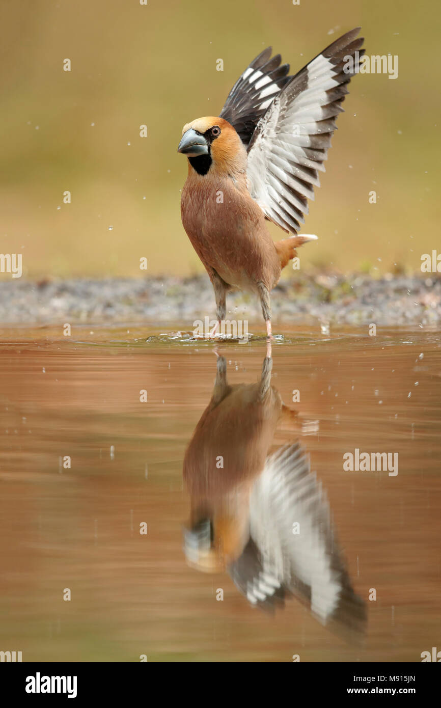 Appelvink opvliegend waarbij de vleugels volledig zichtbaar zijn en ook ...