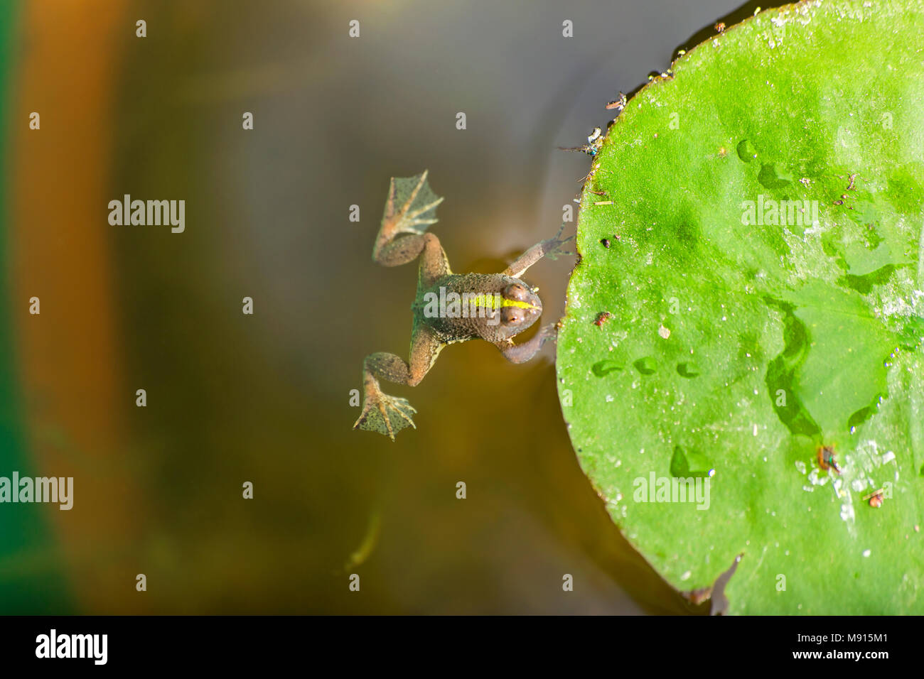 Toad floating on the surface of the water by the edge of lotus leaves ...