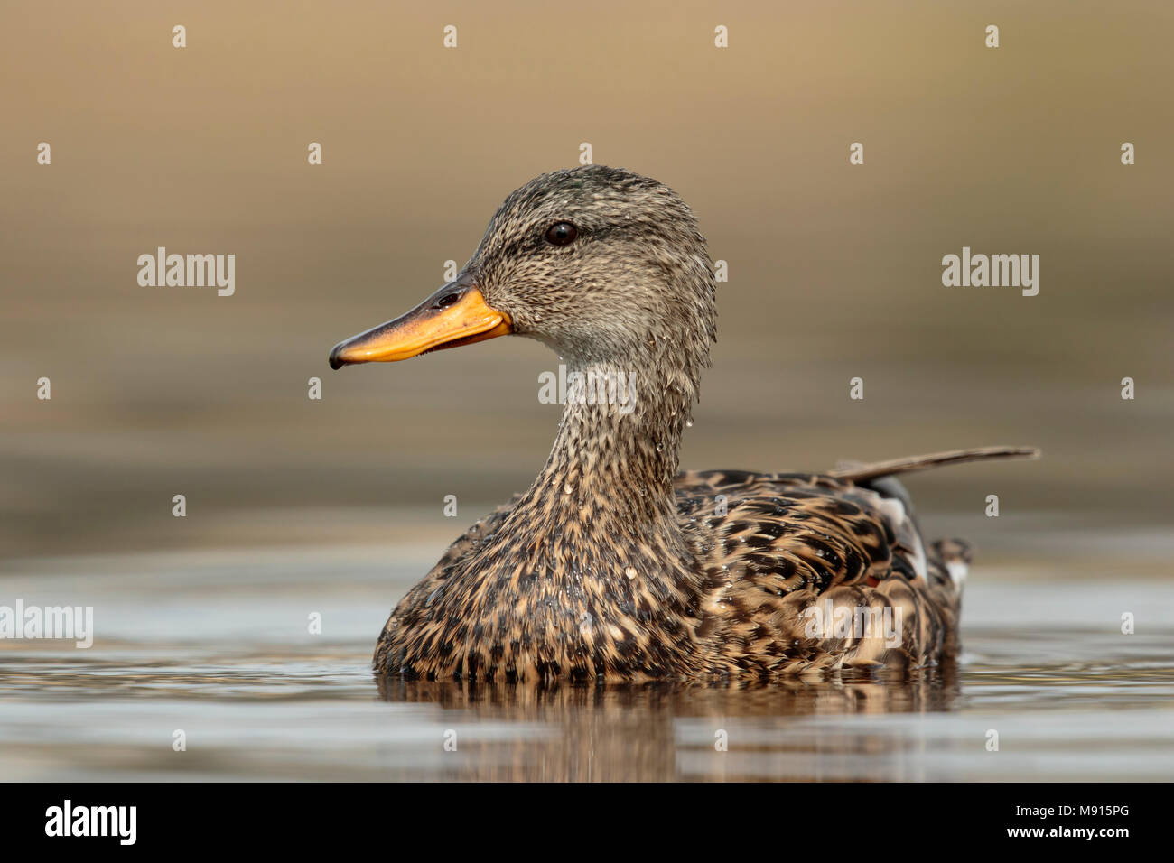Eend laagstand punt ; mallard female low point Stock Photo - Alamy