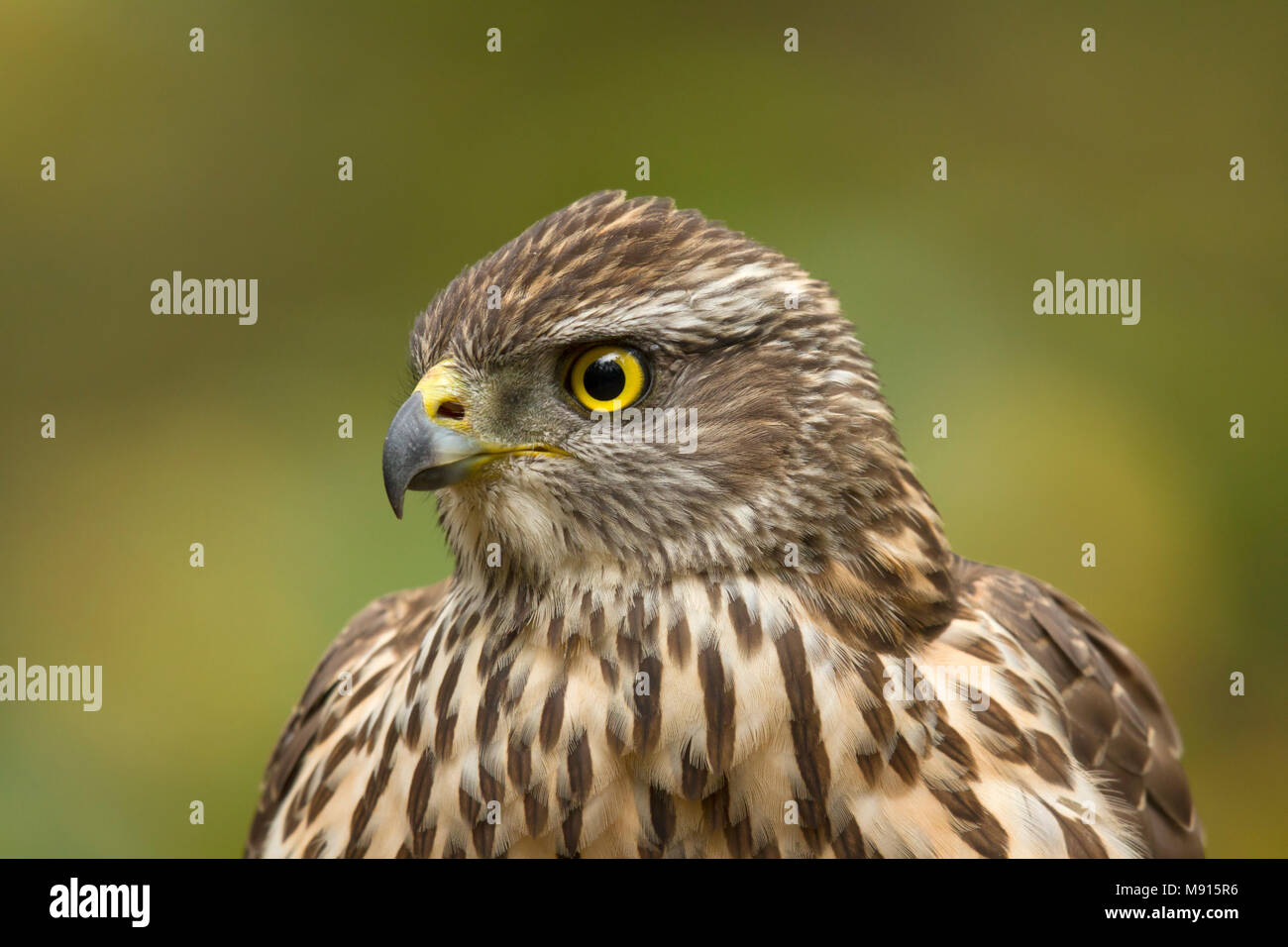 Jonge vogel hi-res stock photography and images - Alamy