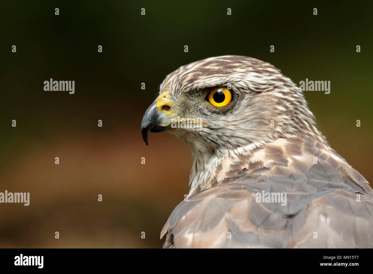 Rui animal High Resolution Stock Photography and Images - Alamy