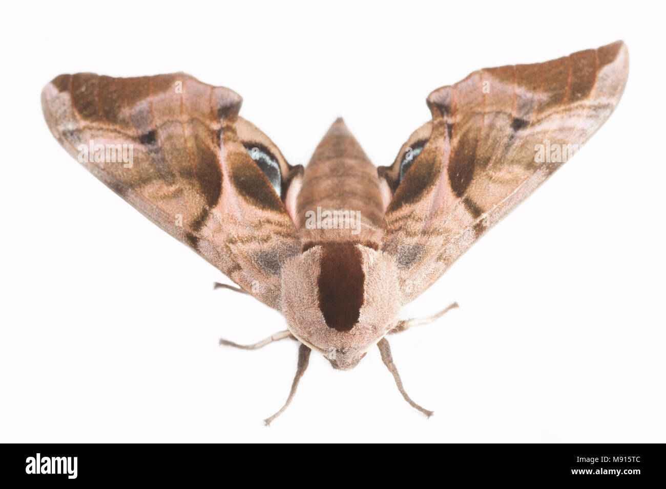 Eyed moth Cut Out Stock Images & Pictures - Alamy