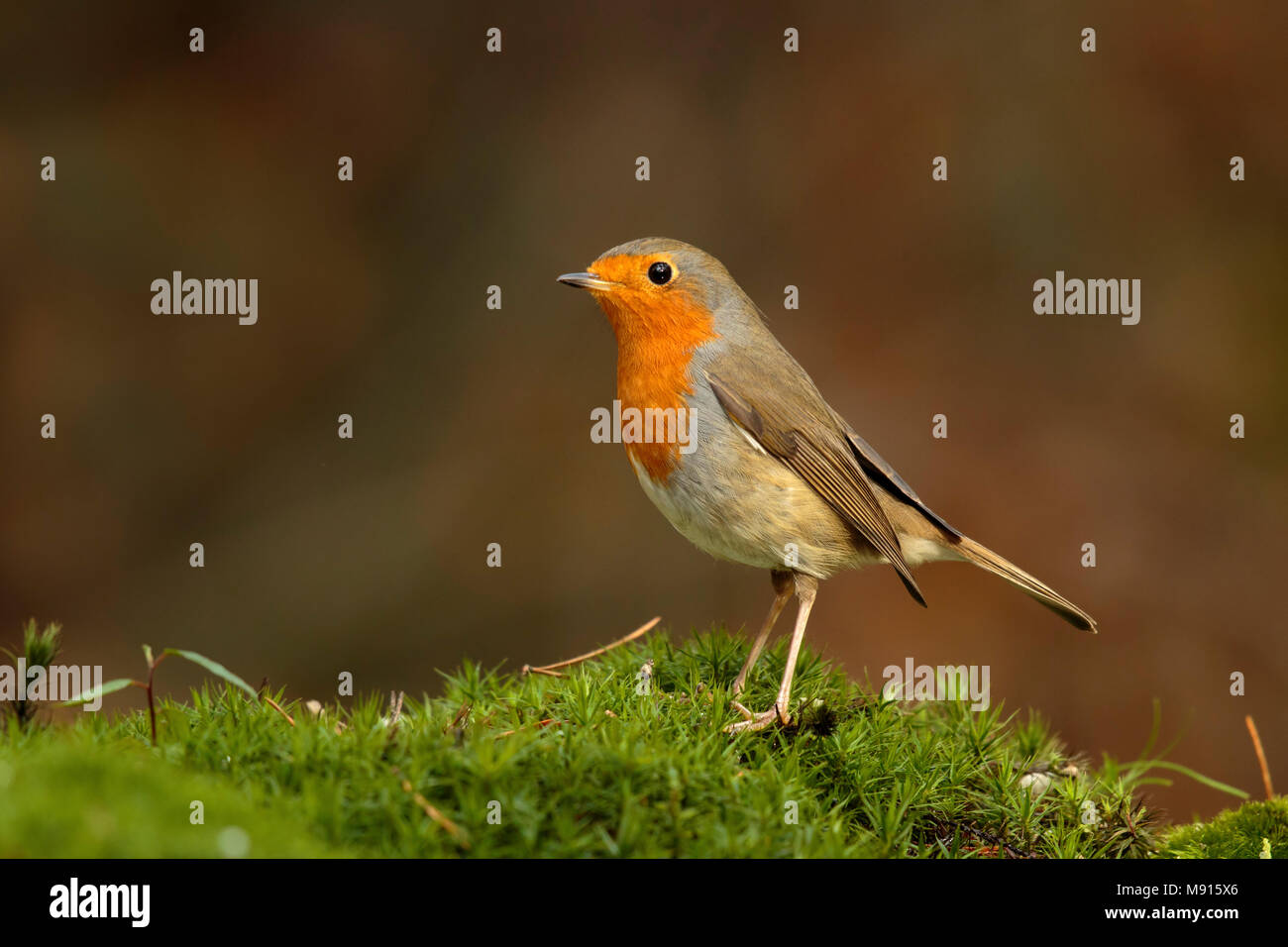 Sitting on moss hi-res stock photography and images - Alamy