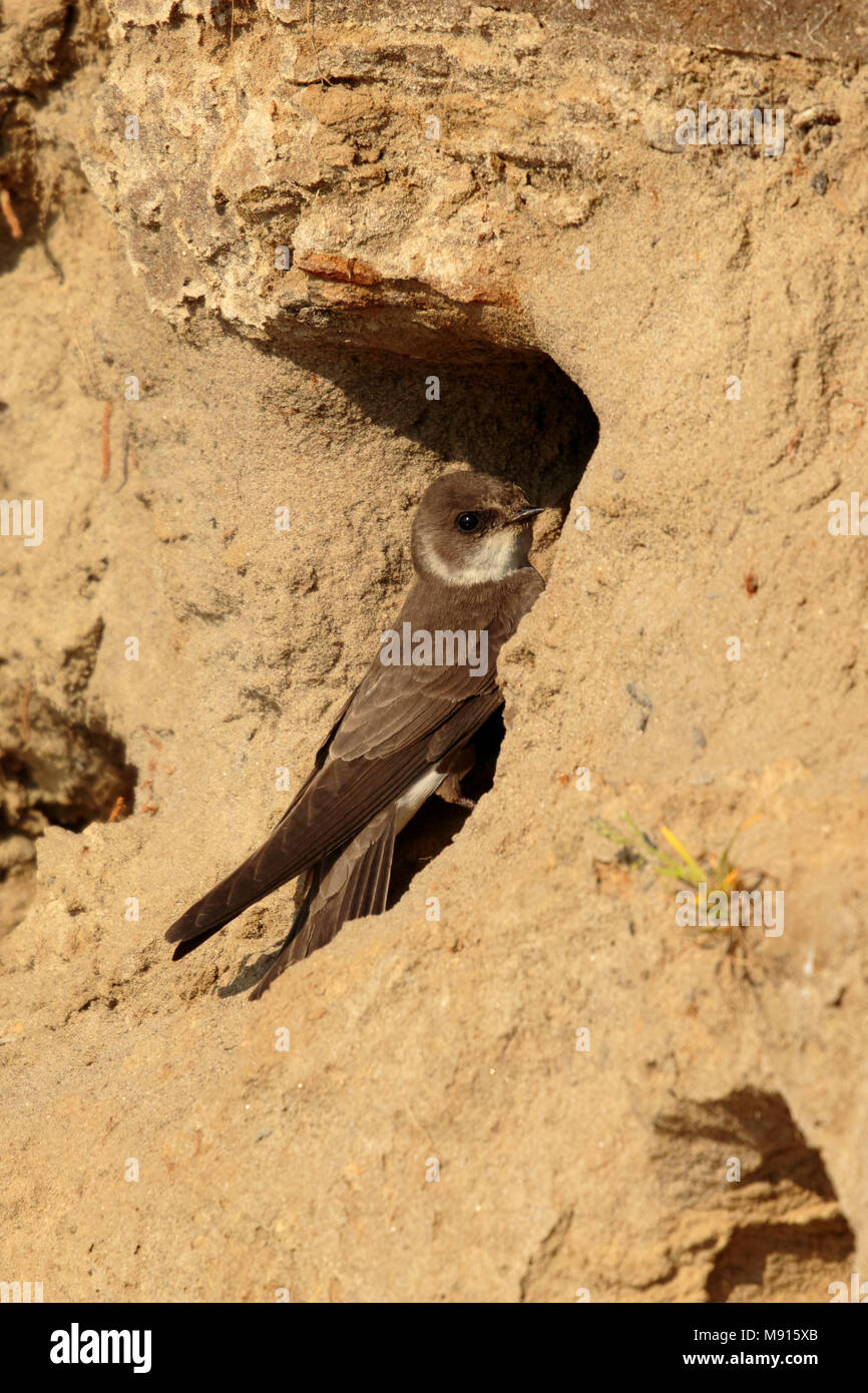 Oeverzwaluw zittend voor het nest; Sandmartin sitting in front of nest ...