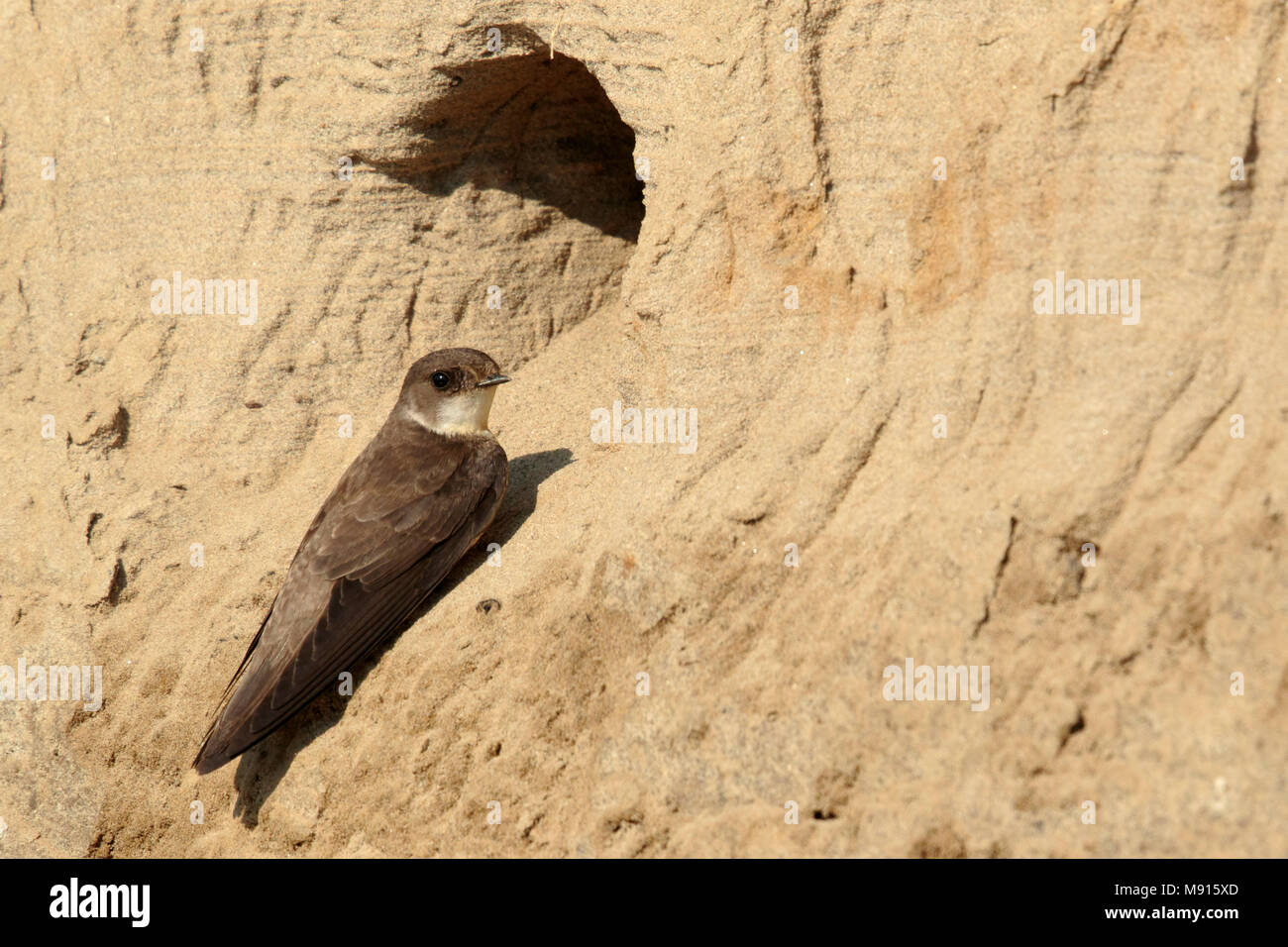 Avifauna de europa hi-res stock photography and images - Alamy