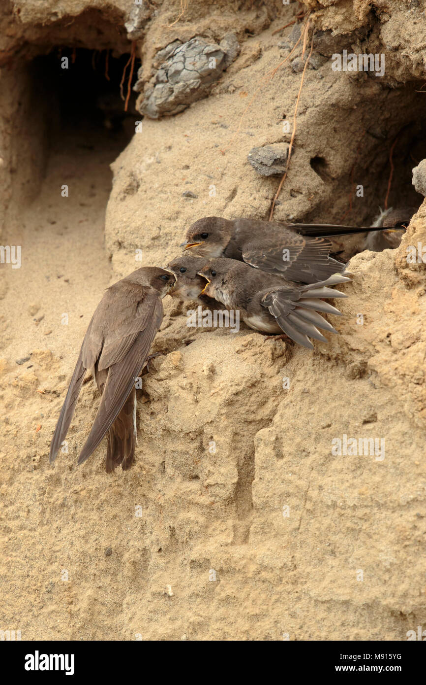 Oeverzwaluw voeder tijd; Sand martin feeding time Stock Photo - Alamy