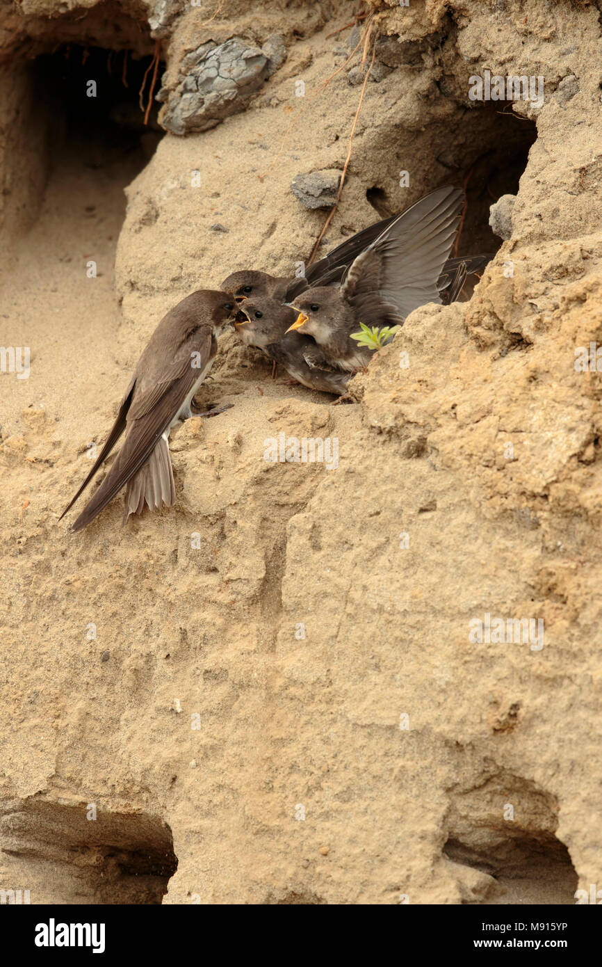 Oeverzwaluw voert jongen; Sand martin feeding juvenile Stock Photo - Alamy