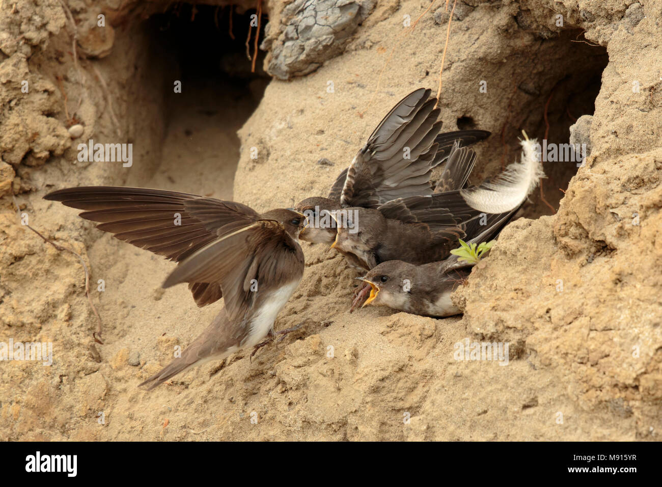 Oeverzwaluw voert de jongen; Sand martin feeding juvenile Stock Photo ...