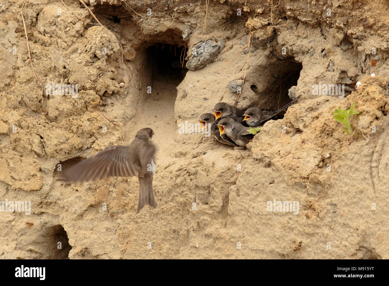 Oeverzwaluw voeder tijd; Sand martin feeding time Stock Photo - Alamy