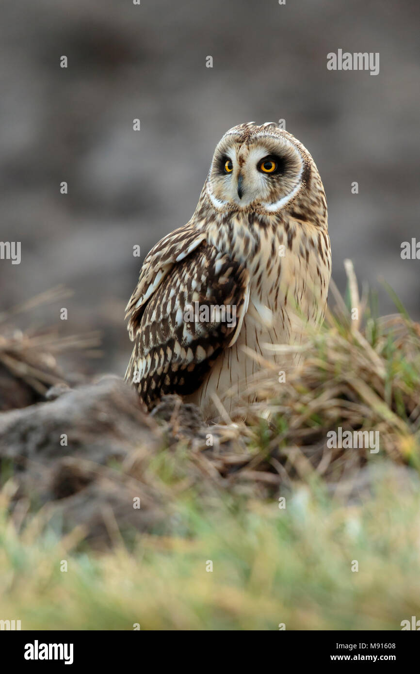 In het veld hi-res stock photography and images - Alamy