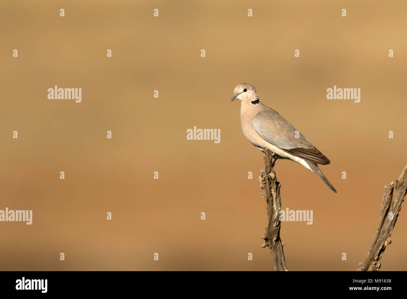 Kaapse tortelduif; Cape Turtle Dove Stock Photo - Alamy