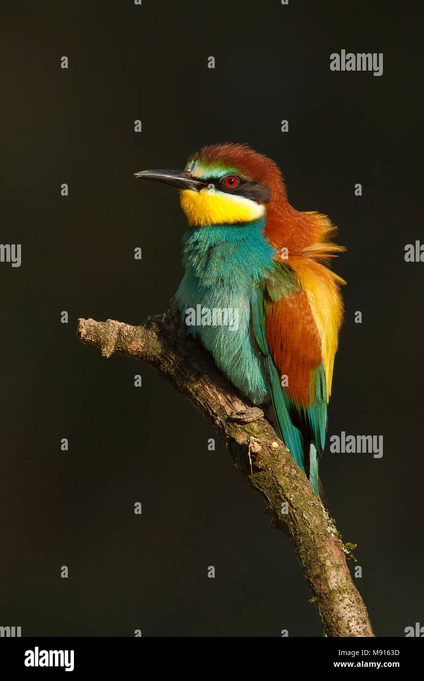 Insektivoor hi-res stock photography and images - Alamy