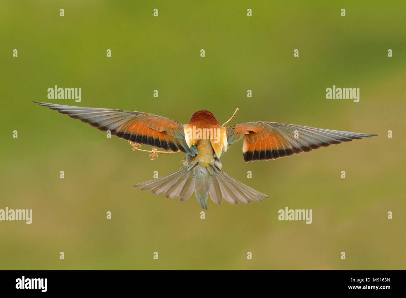 Bee eater flying hi-res stock photography and images - Alamy