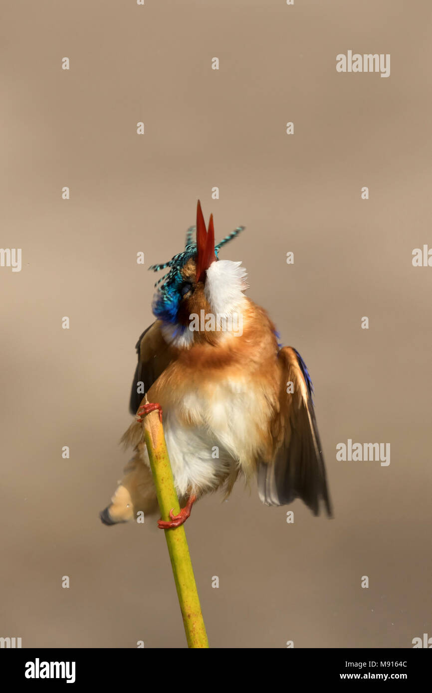 Malachite kingfisher with fish hi-res stock photography and images - Alamy