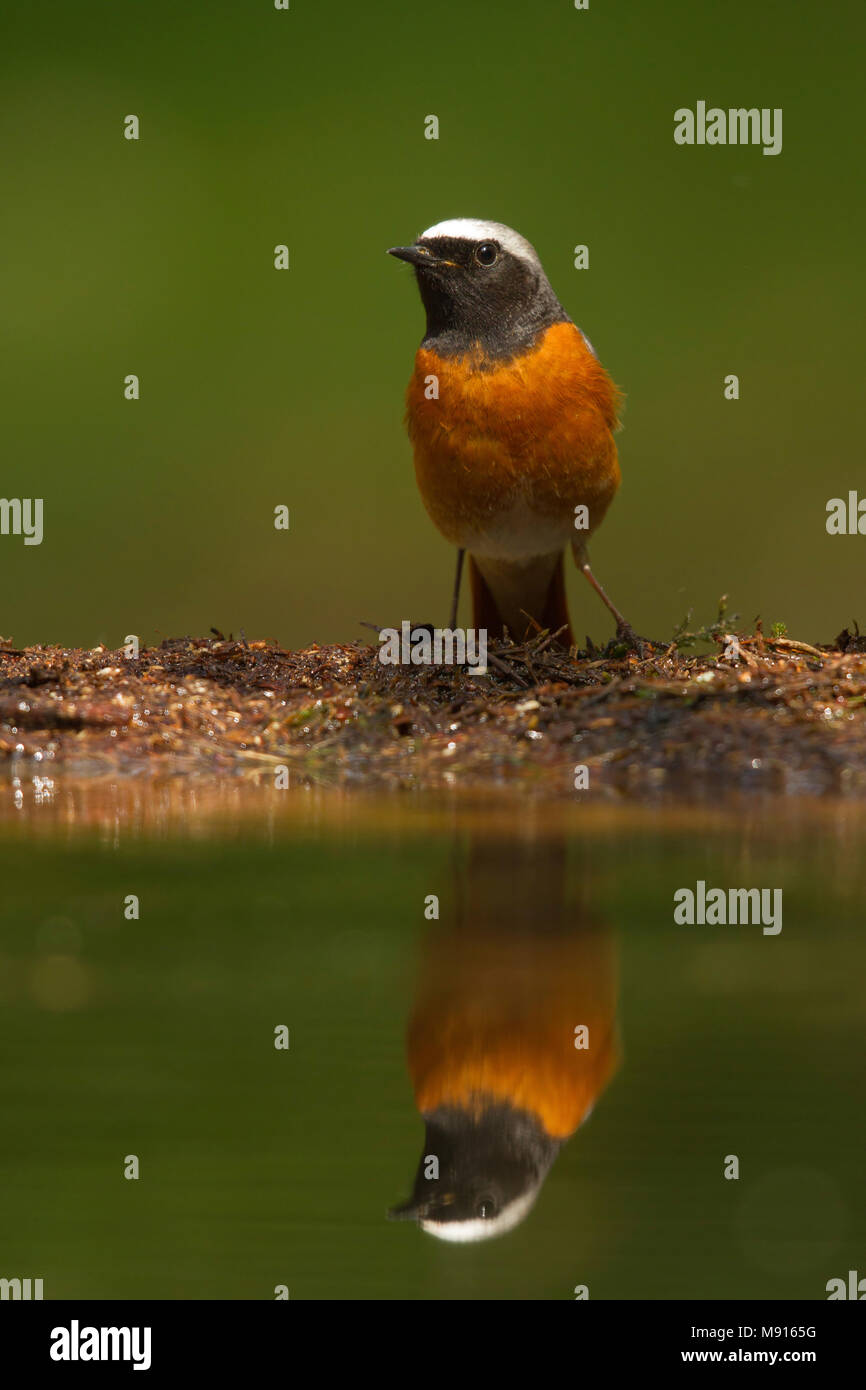 Gekraagde roodstaart hi-res stock photography and images - Alamy