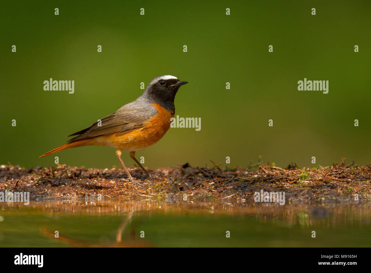 Gekraagde roodstaart hi-res stock photography and images - Alamy