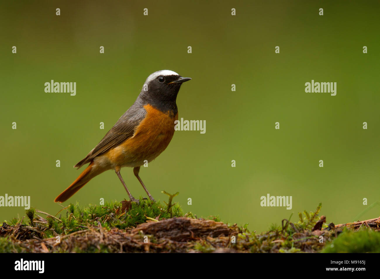 Gekraagde roodstaart hi-res stock photography and images - Alamy