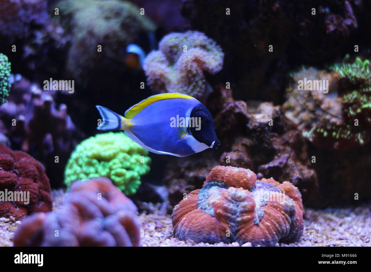 Powder blue tang Stock Photo - Alamy