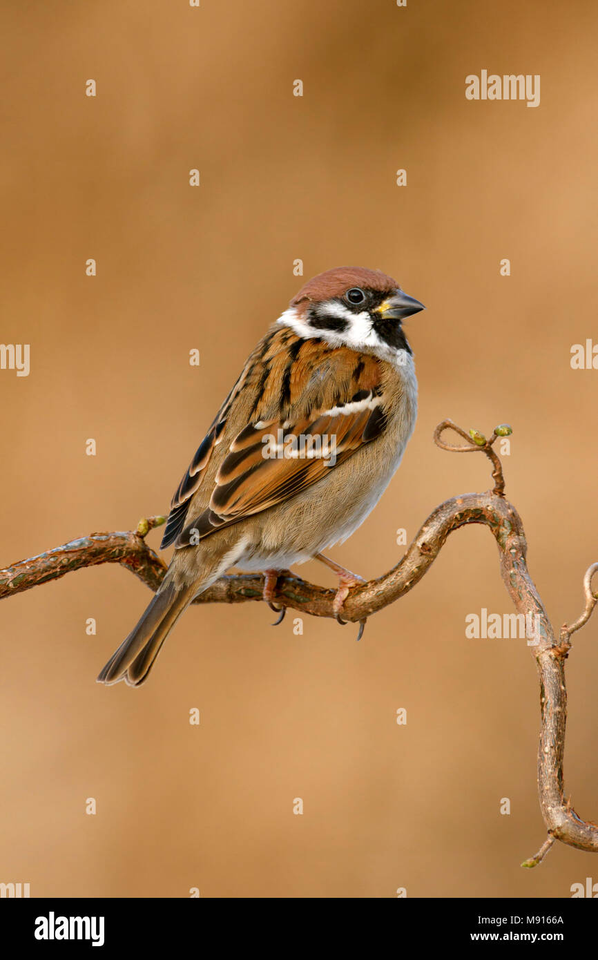 Ringmus; Eurasian Tree Sparrow Stock Photo - Alamy