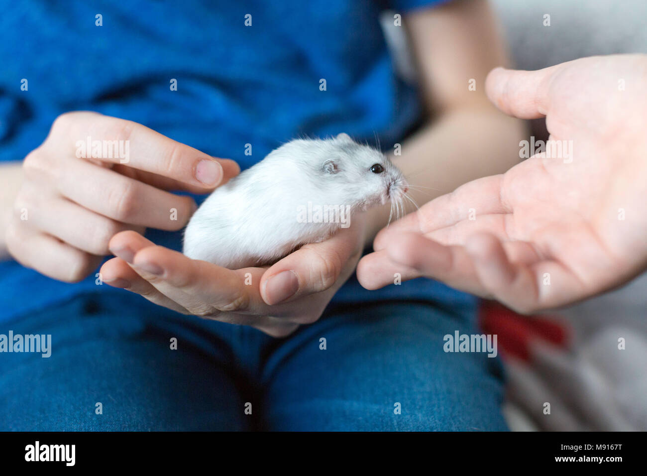 Djungarian hamster in the children's hands Stock Photo - Alamy