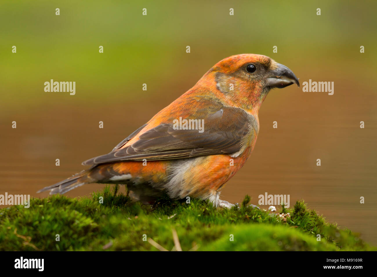 Eurasian crossbill hi-res stock photography and images - Alamy
