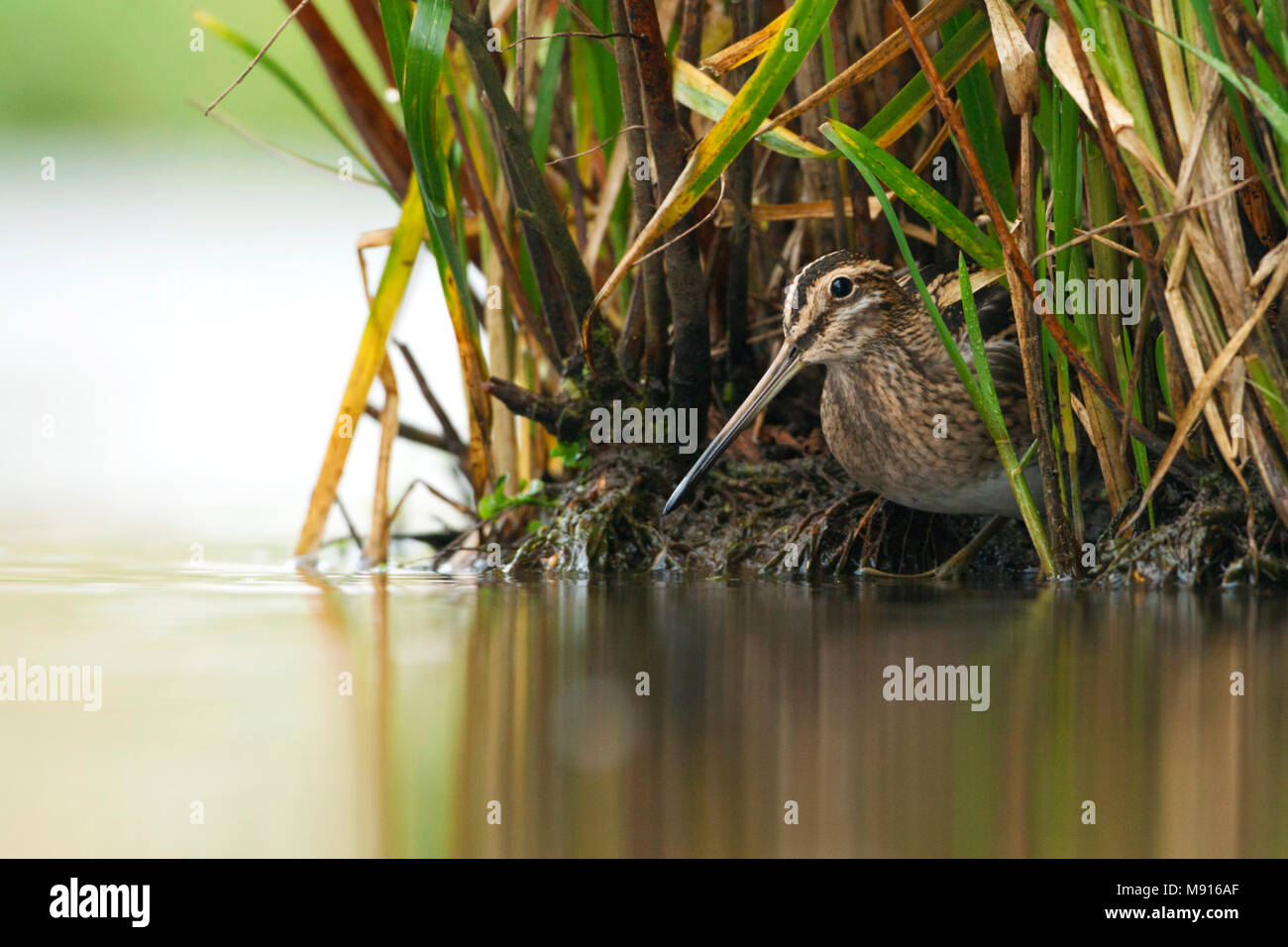 Watersnip verstoppen; Snipe hiding Stock Photo - Alamy