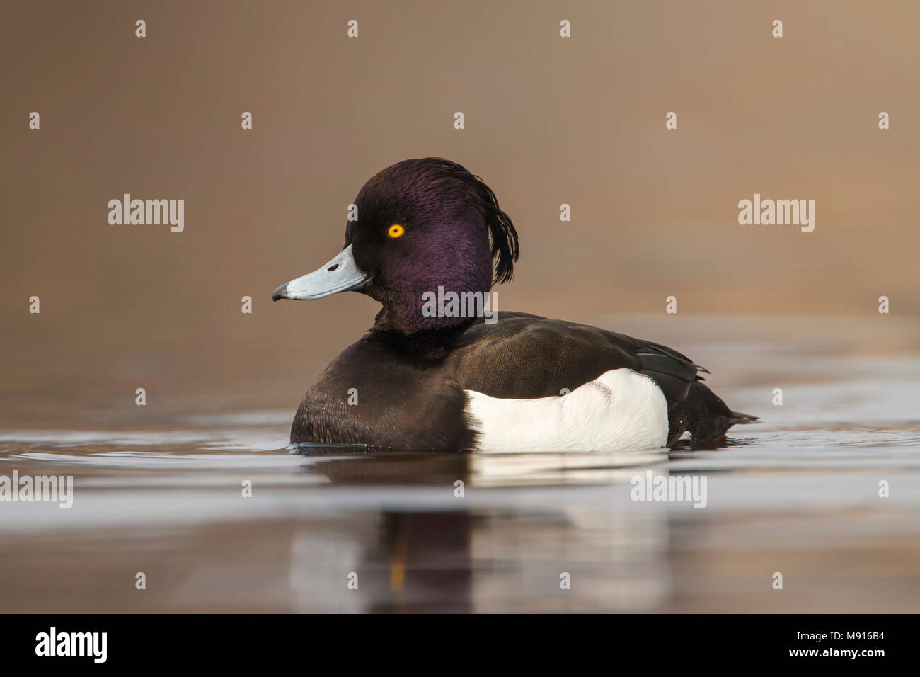 Duikende eend hi-res stock photography and images - Alamy