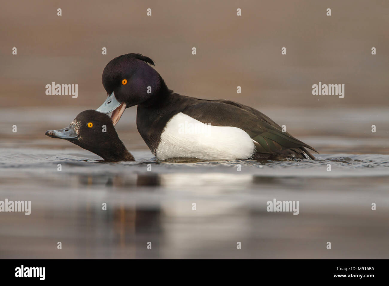 Duck mating hi-res stock photography and images - Alamy