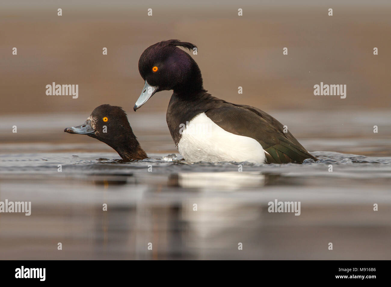 kuifeend parend; Tufted duck mating Stock Photo - Alamy