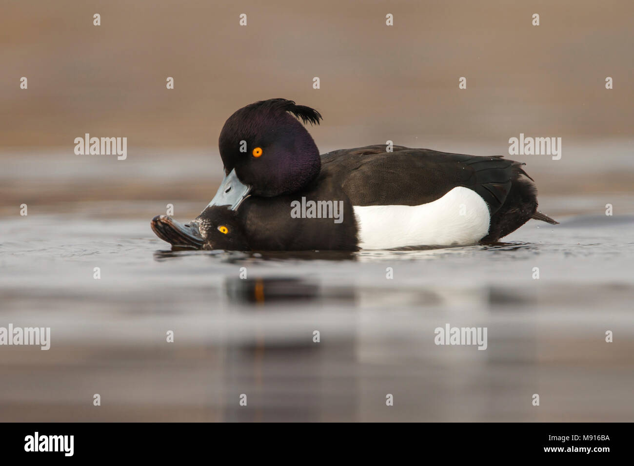 kuifeend parend; Tufted duck mating Stock Photo - Alamy