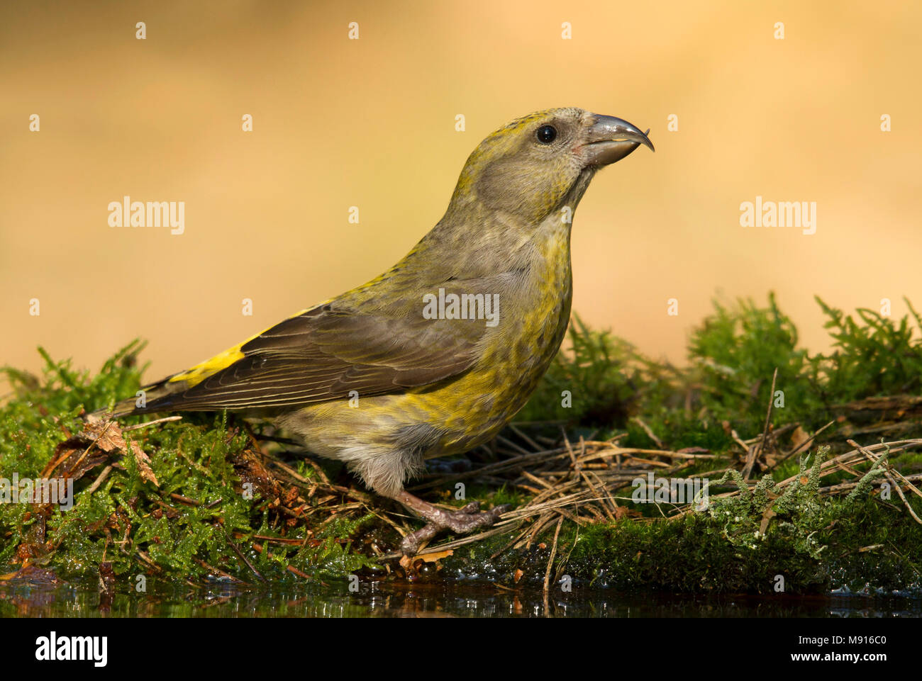 Kruisbek vrouw drinkend; Red Crossbill female drinking Stock Photo - Alamy