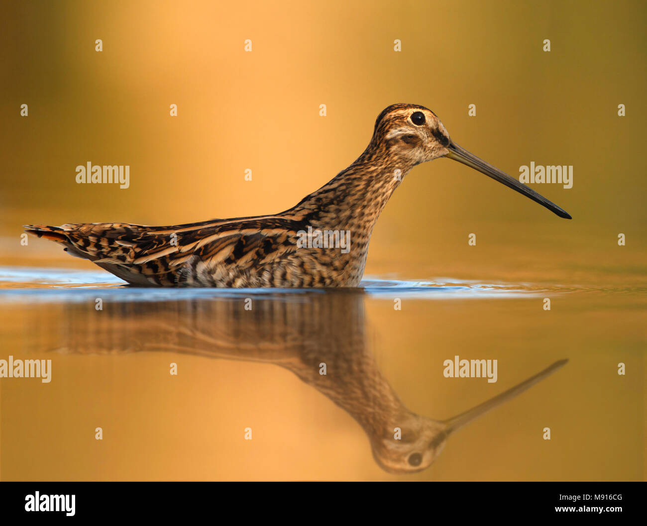 Lange snavel hi-res stock photography and images - Alamy