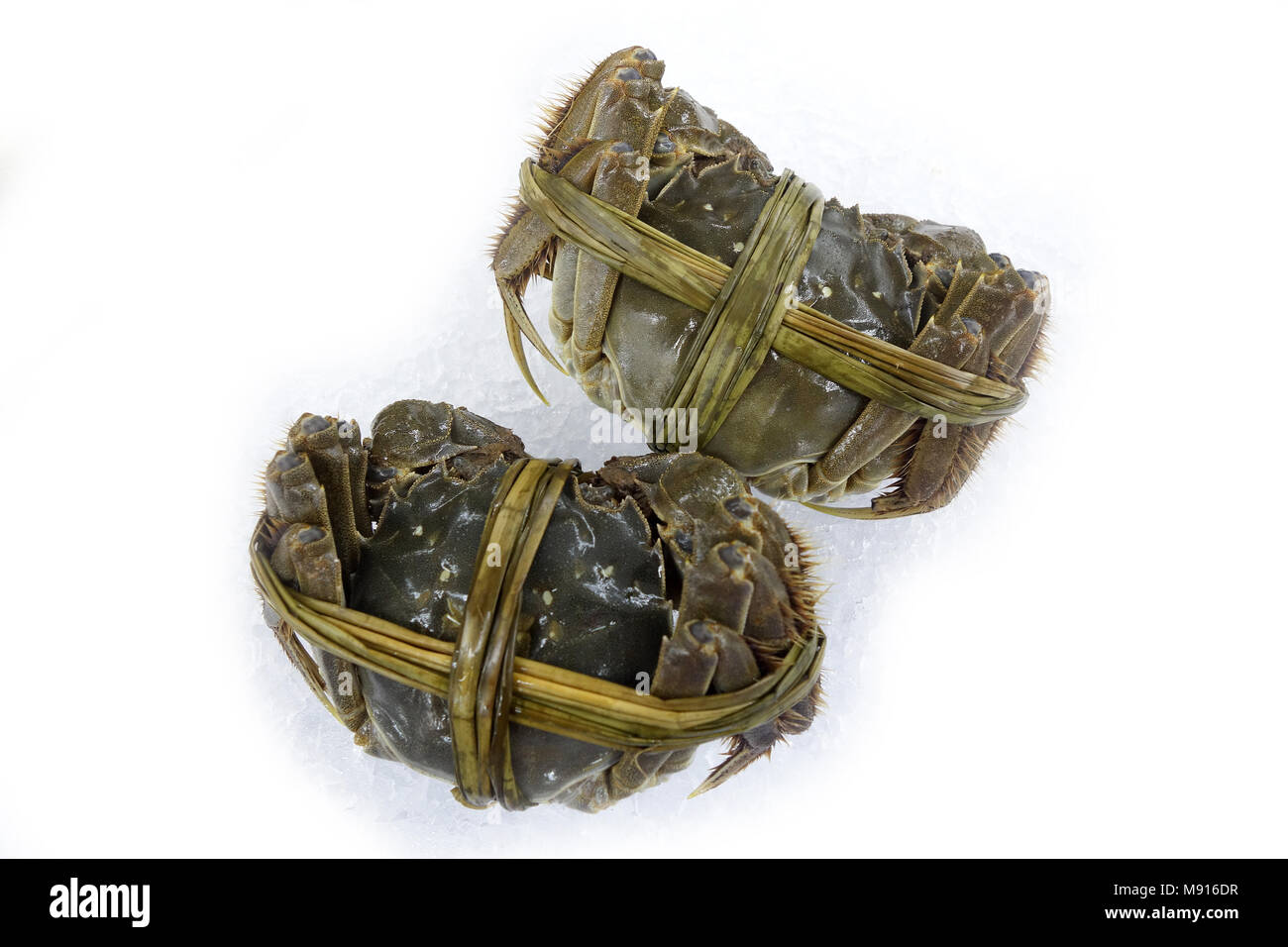 Raw shanghai hairy crab isolated on white background Stock Photo - Alamy