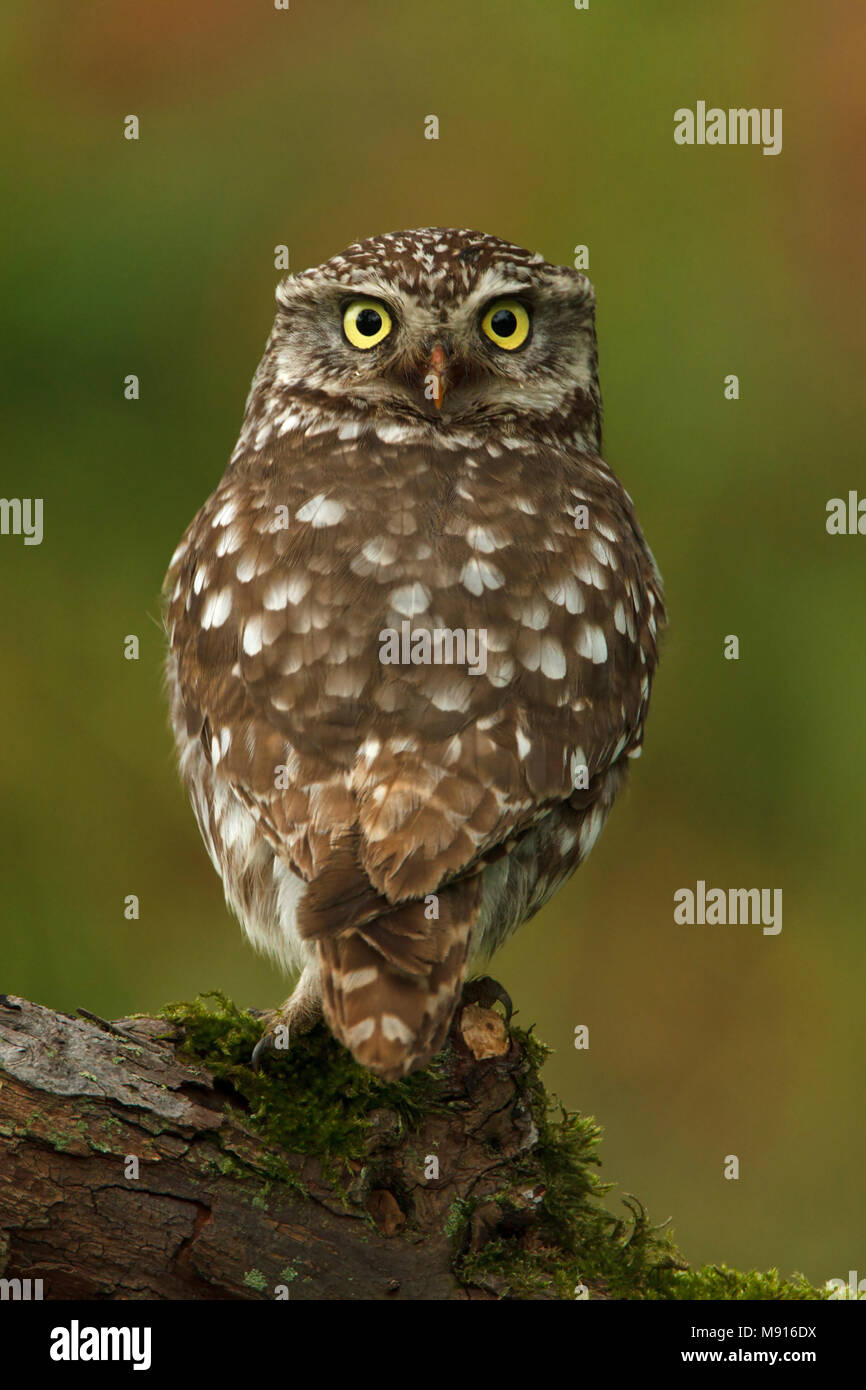 Man with owl hi-res stock photography and images - Alamy