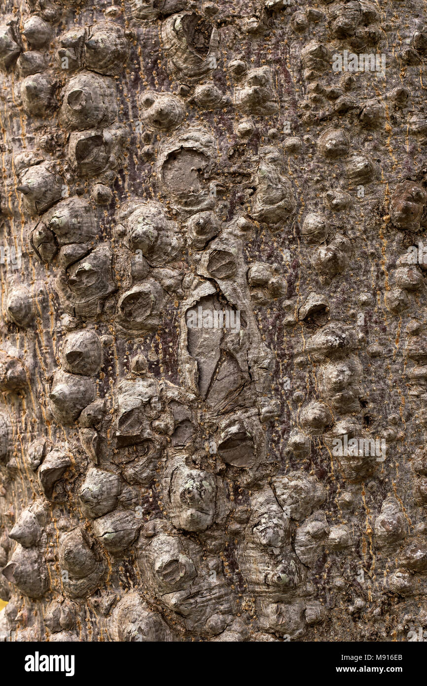 Scary ugly tree hi-res stock photography and images - Alamy