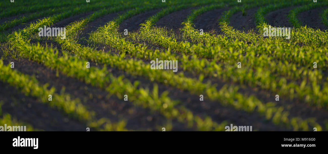Corn Field, French Countryside Stock Photo - Alamy