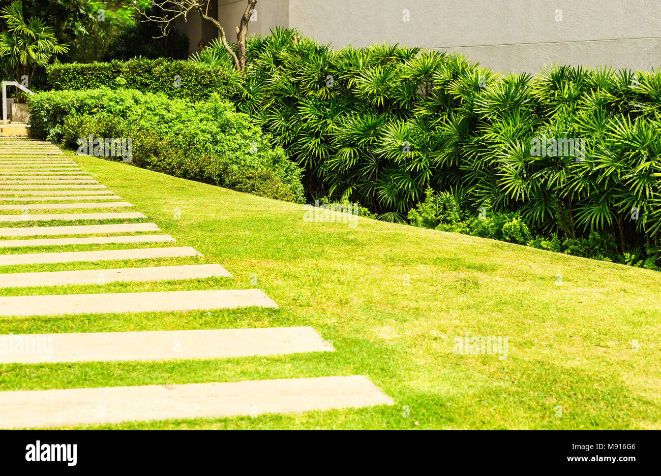 Trees for decoration place with building background Stock Photo - Alamy