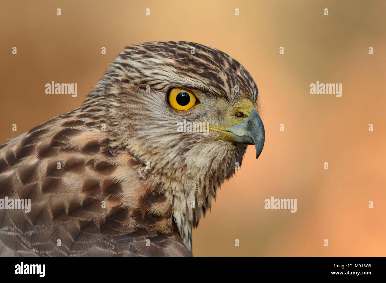 havik portret jong; northern goshawk juvenile portret Stock Photo - Alamy