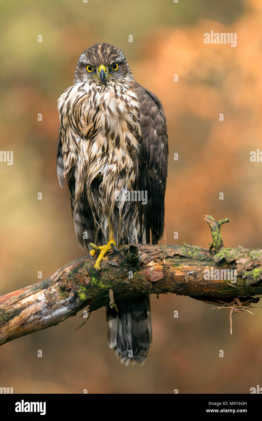 Goshawk sitting on branch hi-res stock photography and images - Alamy