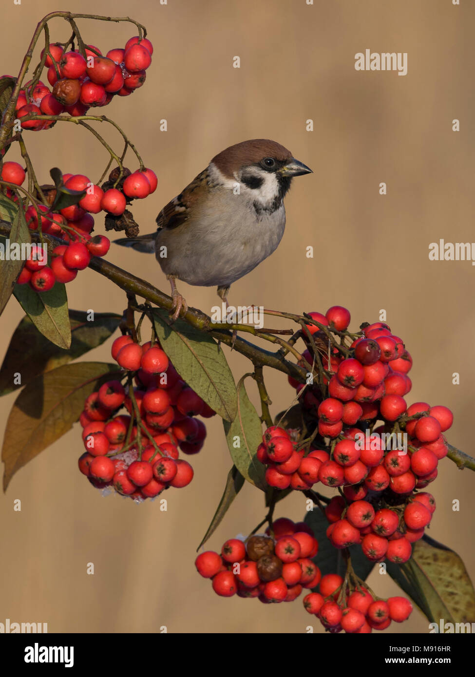 Rode besjes hi-res stock photography and images - Alamy