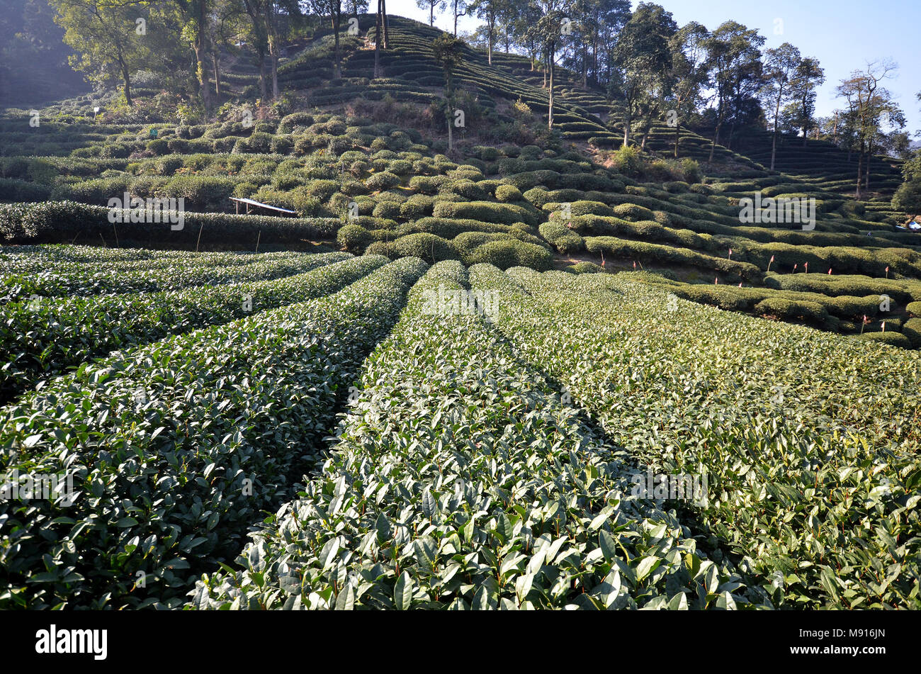 Beautiful fresh green chinese Longjing tea plantation. Meijiewu ...