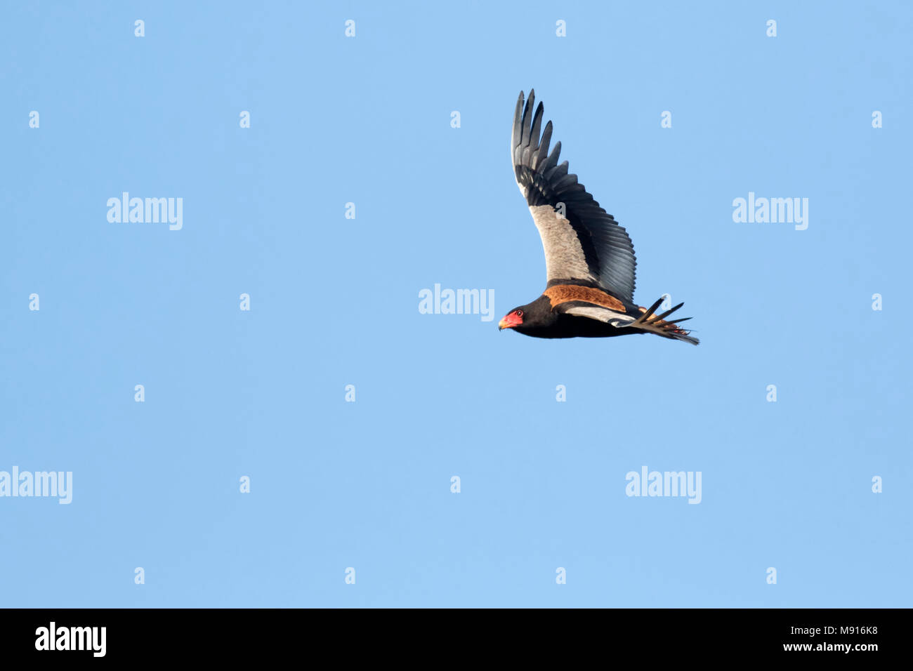 Bateleur eagle flying hi-res stock photography and images - Alamy