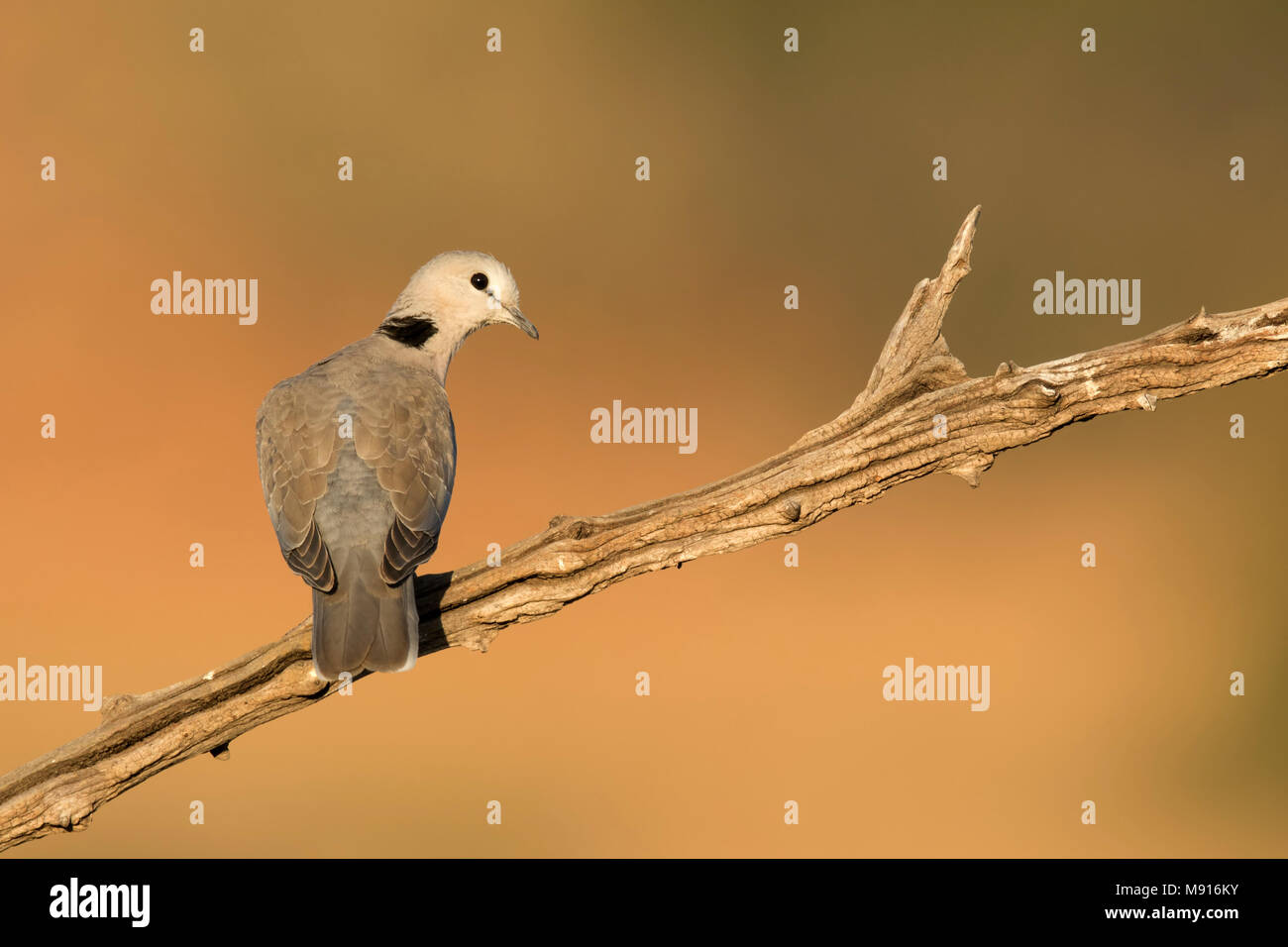 Kaapse tortelduif; Cape Turtle Dove Stock Photo - Alamy