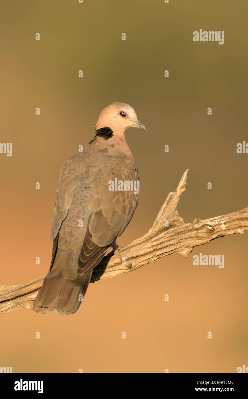 Tortelduif hi-res stock photography and images - Alamy