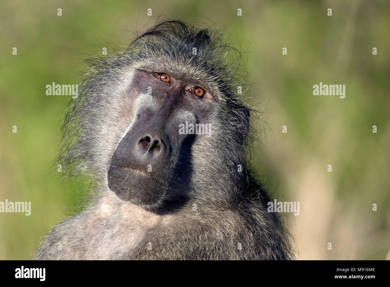 Baviaan portret; Chacma Baboon portret Stock Photo - Alamy