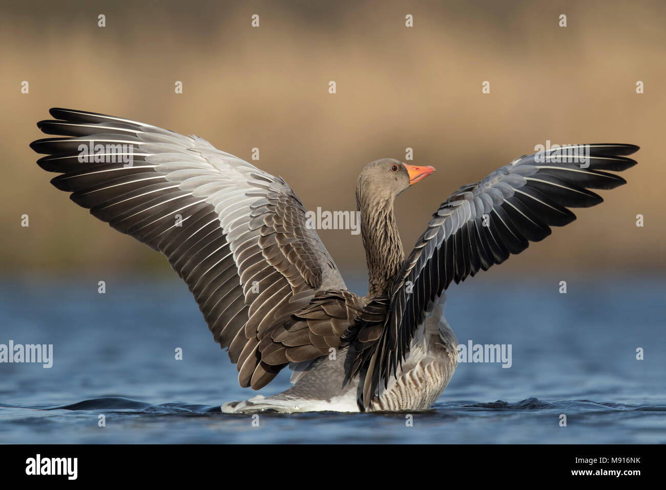 Grauwe gans laat zijn vleugels zien; Greylag Goose opens his wings ...