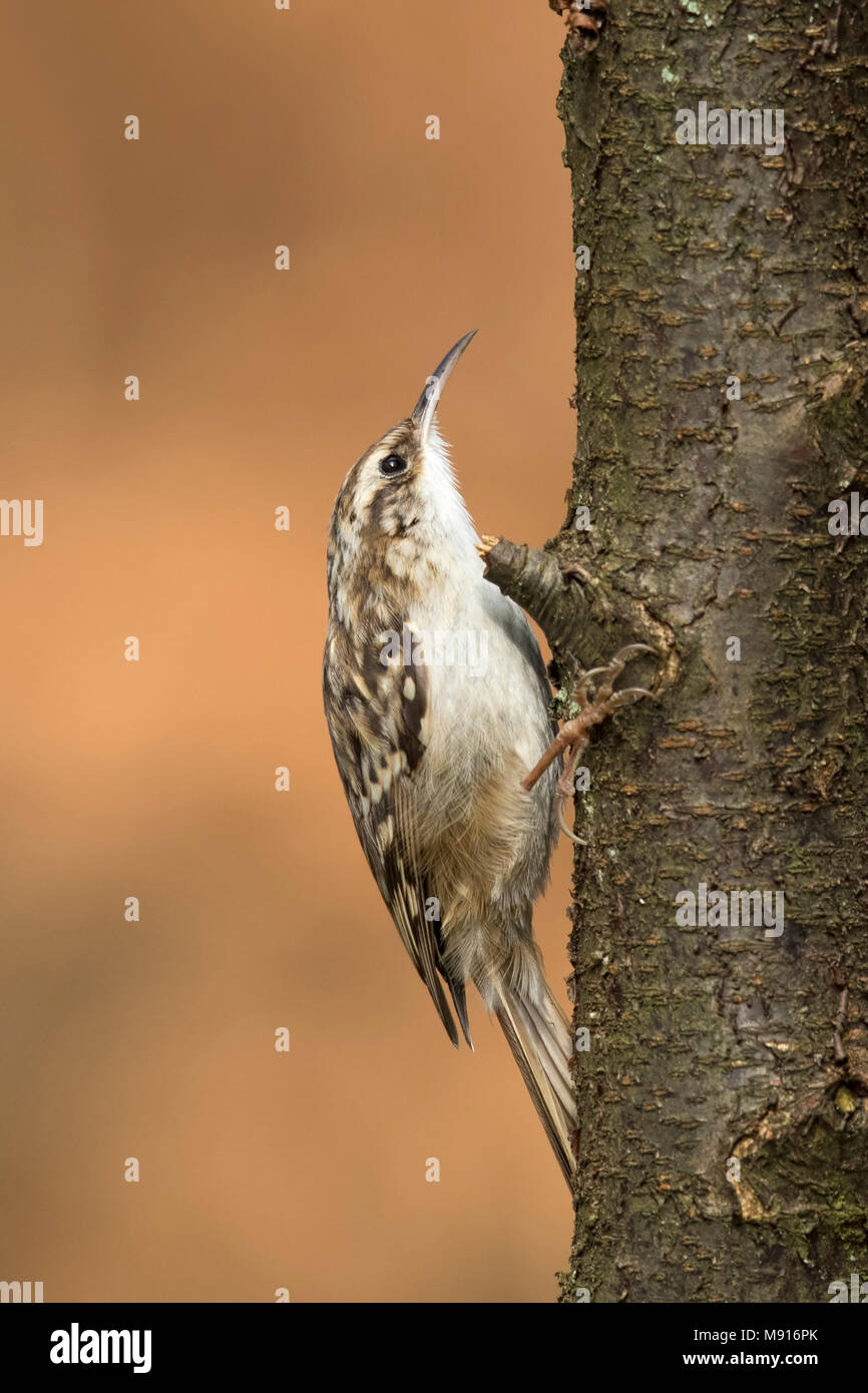 Insekten fauna hi-res stock photography and images - Alamy