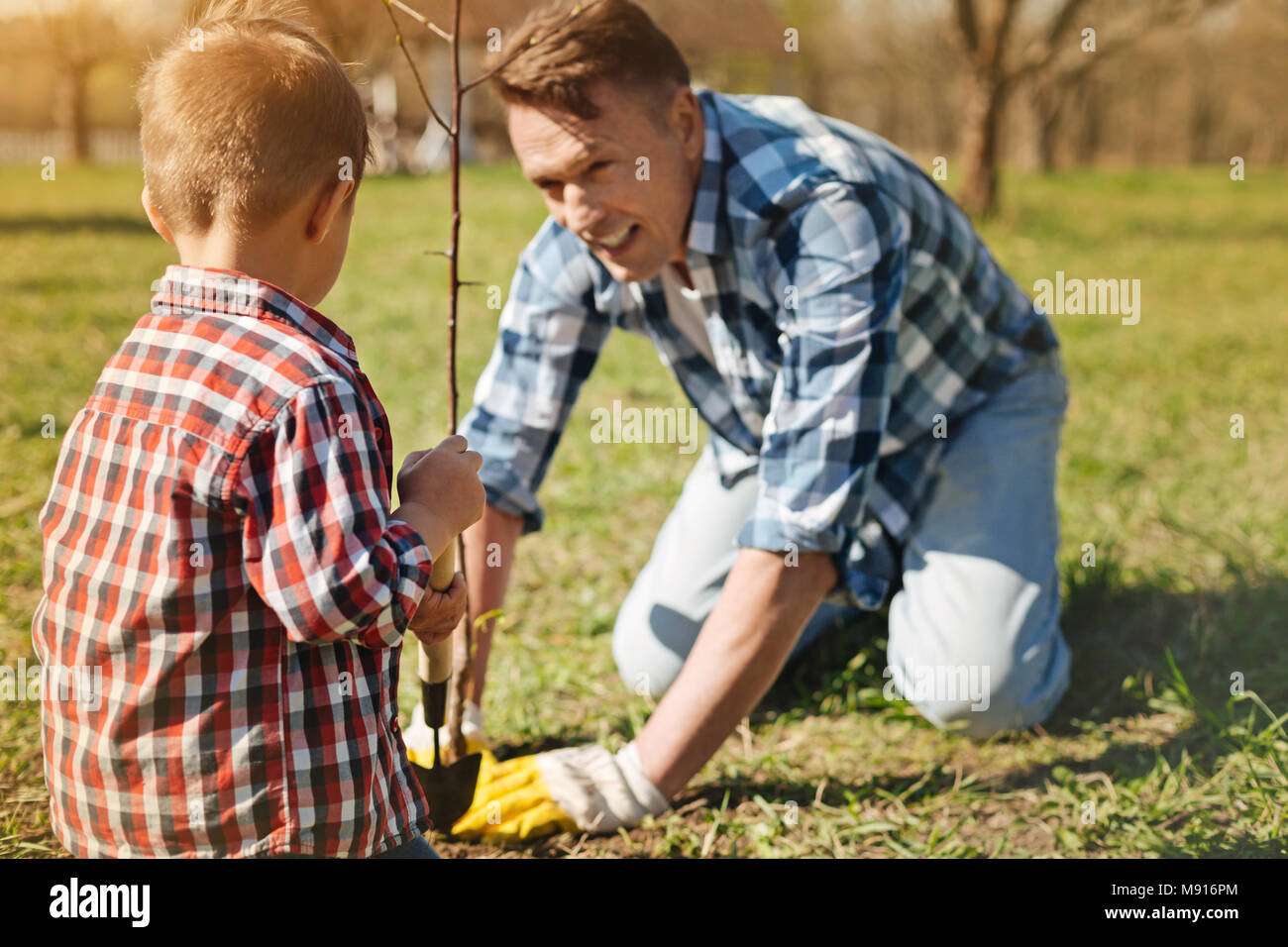 Pleasant little boy and his father planting a tree Stock Photo - Alamy